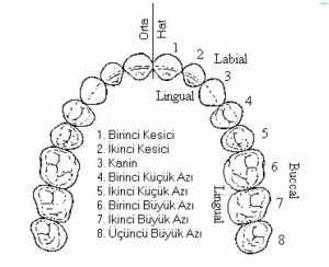 Diş Şekilleri | Diş Hekimi